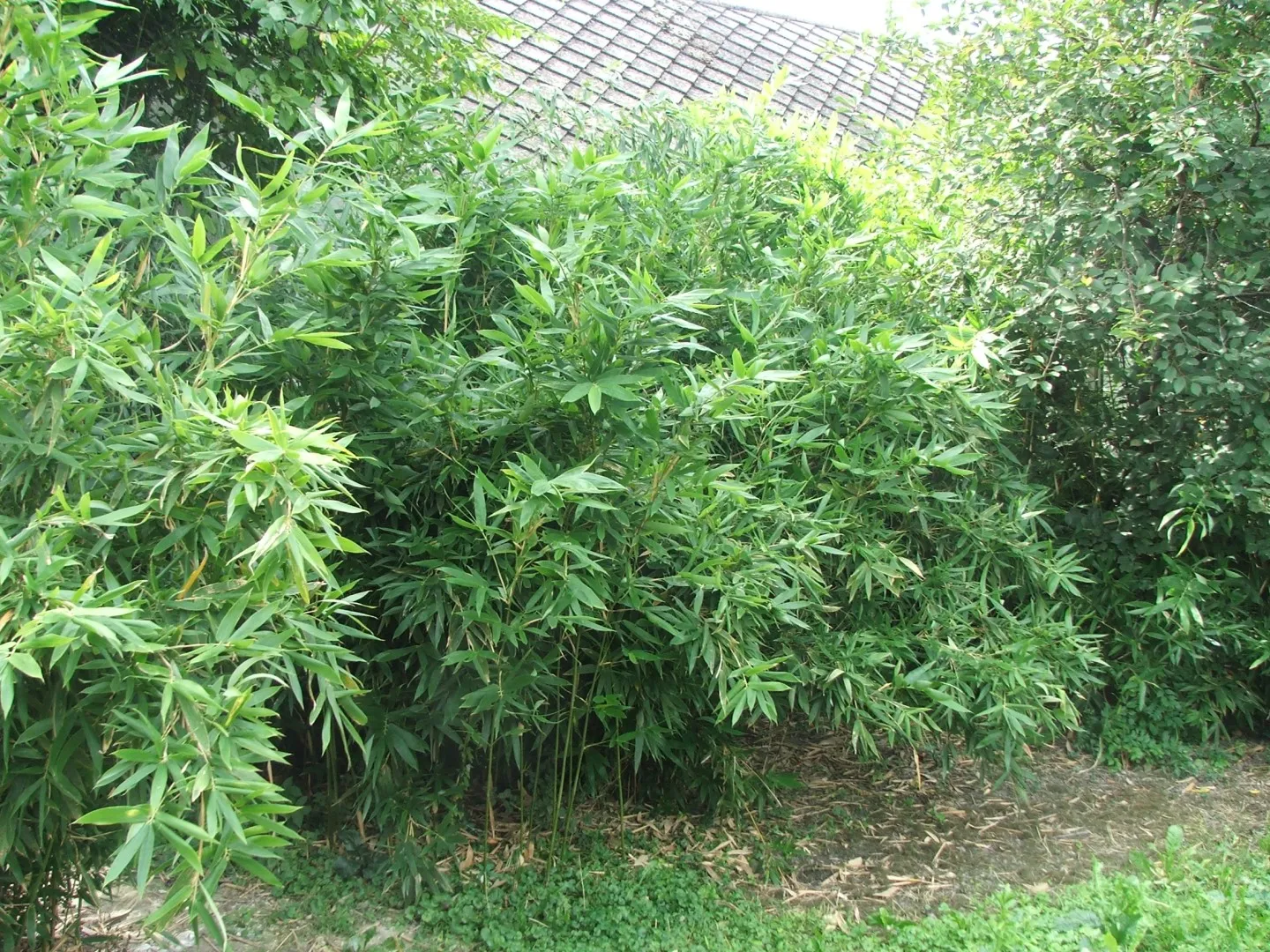 Bamboo-bambusz eladó olcsón faiskola csemetekert